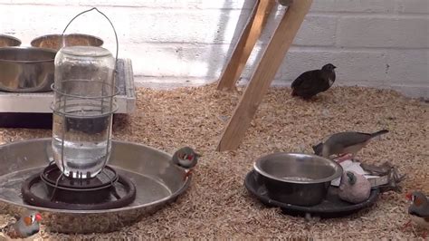 Zebra Finch Youtube