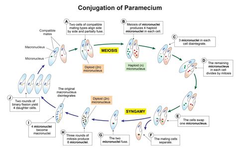 Paramecium Caudatum Conjugation