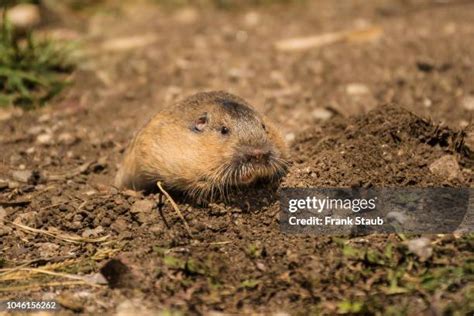Pocket Gopher Photos And Premium High Res Pictures Getty Images