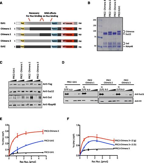 Nucleosome Binding Activities Within Jarid2 And Ezh1 Regulate The Function Of Prc2 On Chromatin