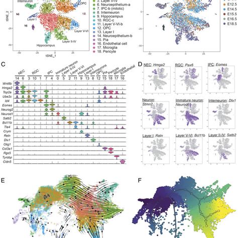 Scrna Seq Uncovers Cell Types And Lineages In The Developing Mouse Download Scientific Diagram
