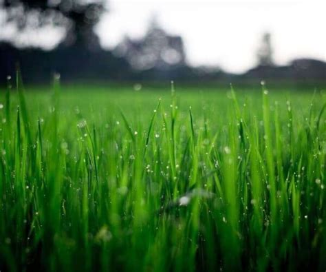 The Low Down On Lawn Blisters George Davies Turf