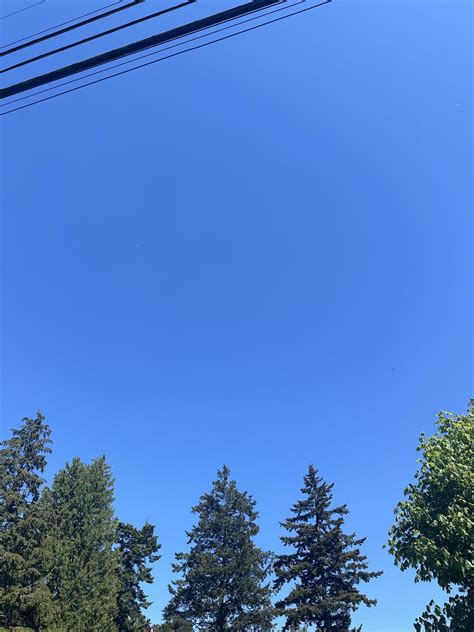 Palate Cleanser Rseattle