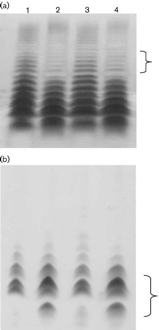Serum Resistance Of S Typhimurium Sl1344 Wild Type And Its Tola