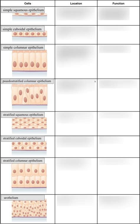 Epithelial Tissue Cell Table Summary Diagram Quizlet