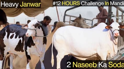 Naseeb Ka Soda Hogaya Qurbani Ki Cow Bohat Acha Mil Gya Northern