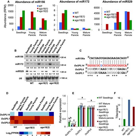 Mirnas And Their Targets Responsible For Phase Transition And Tillering