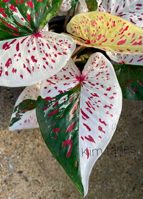 หนุ่มทุ่มไม่อั้น ซื้อต้นไม้ด่าง บอนเพชรสุวรรณโชติ ราคากว่าหนึ่งแสนบาท