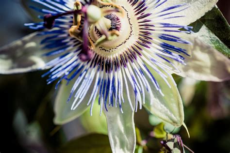 Passion Flower Blossom Free Photo On Pixabay Pixabay