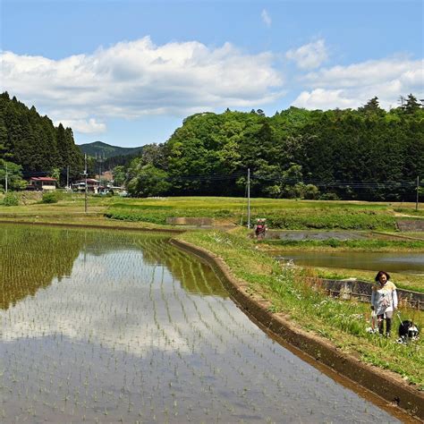 田んぼの水鏡 那珂川小砂地区新緑の木々や雲が映り込み動画県内主要 地域の話題 社会 動画下野新聞デジタルニュース下野新聞デジタル