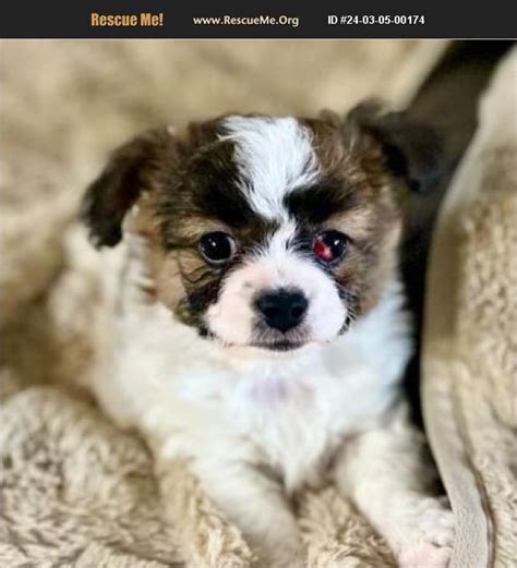 Adopt Chihuahua Rescue Mead Co