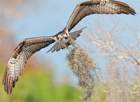 Osprey Hawk Western Osprey Pandion Haliaetus