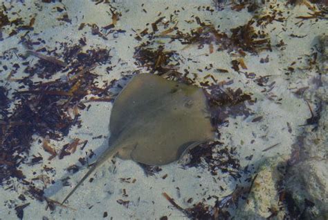 Common Stingaree Trygonoptera Testacea Shallows Close Editorial Stock