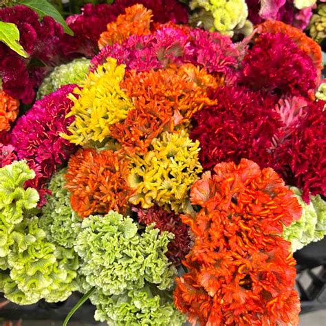 Celosia Cockscomb Asuka Mix Thegardenersworkshop