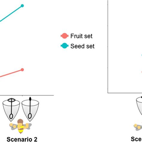 Schematic Of Hypothetical Relative Differences In Fruit Set And Seed