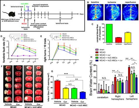 Combined Curcumin Huc Msc Treatment Promoted Functional Outcomes In