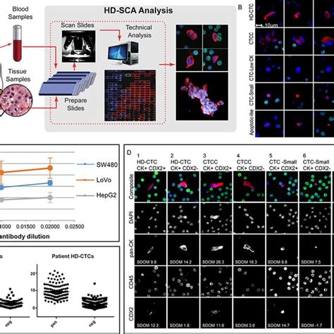 Hd Sca Sample Processing And Crc Analysis Overview A Peripheral