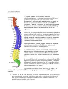 COLUMNA VERTEBRAL Biomecánica de la columna