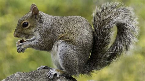 Yes There Have Been A Lot Of Dead Squirrels On Nh Roads