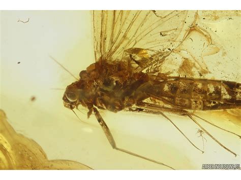 Nice Mayfly Ephemeroptera Leptophlebiidae Paraleptophlebia Fossil
