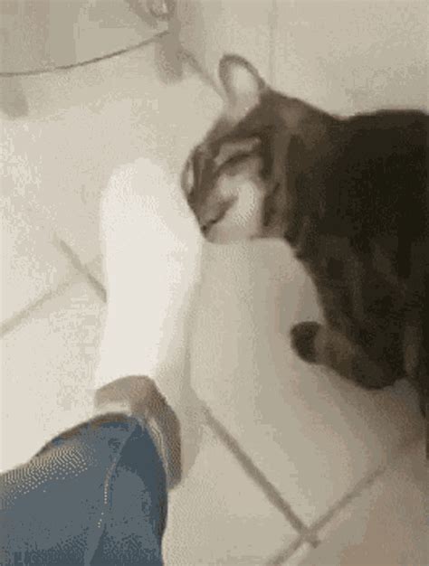 Smell Sock  Smell Sock Stinky 探索與分享 
