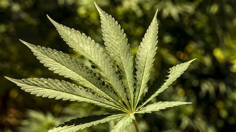 Germany To Legalise Recreational Cannabis First European Country To Do