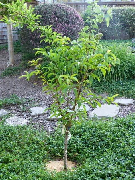 How To Grow 4 Types Of Fruit On The Same Tree Dengarden