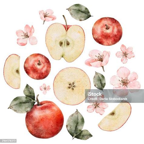 수채화 피는 사과 나무 가지 녹색과 빨간색 잘 익은 사과 라운드 라벨 손으로 그린 사과 조각 그림에 대 한 주스 팩 카드 초대장 태그 드로잉에 대한 스톡 벡터 아트 및 기타