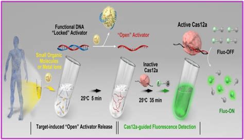 The Schematic Diagram For Detecting Non Nucleic Acid Targets By