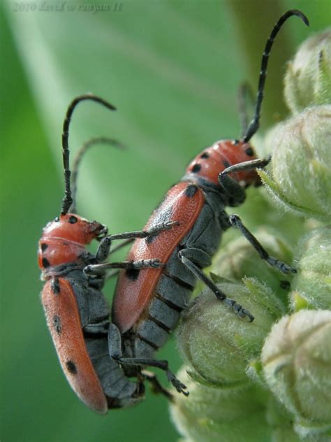 Near To Nature Insects And Arachnids