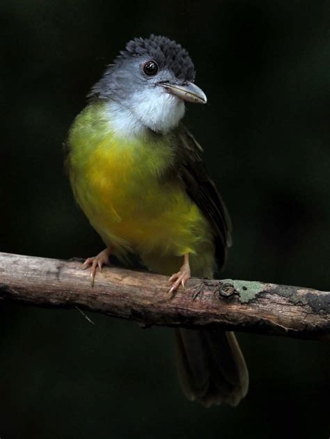 Yellow Bellied Bulbul Smithsonian Photo Contest Smithsonian Magazine