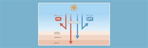 Arti Spf Dan Pa Pada Sunscreen Fungsi Perbedaan Dan Angka Yang Tepat Menurut Dermatolog