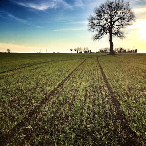 Premium Photo Scenic View Of Grassy Field Against Sky