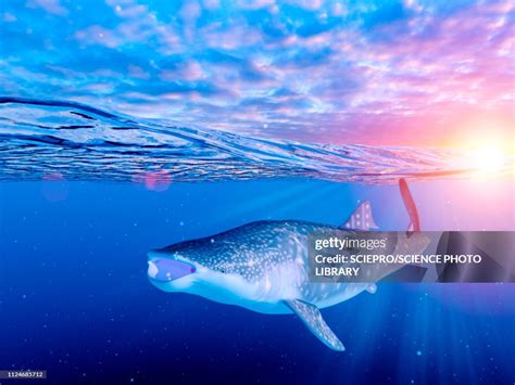Illustration Of A Whale Shark High Res Vector Graphic Getty Images