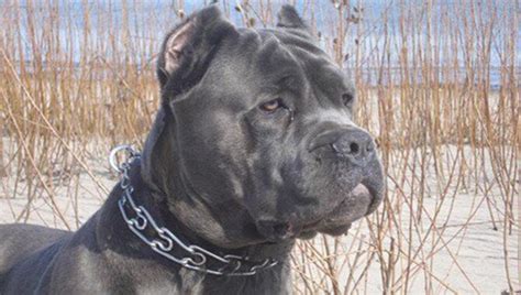 Why Cane Corso Ear Cropping Remains Popular Explained