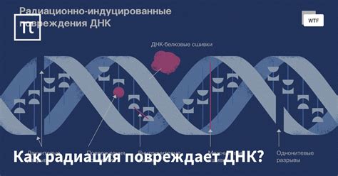 Как радиация повреждает ДНК? — все самое интересное на ПостНауке