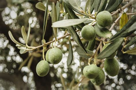 10 Varieties Of Fruiting Olive Trees You Can Grow