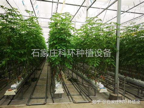 番茄种植袋栽培槽 番茄种植袋回液槽 番茄种植袋回水 西红柿种植袋托槽 西红柿防虫与消毒 知乎