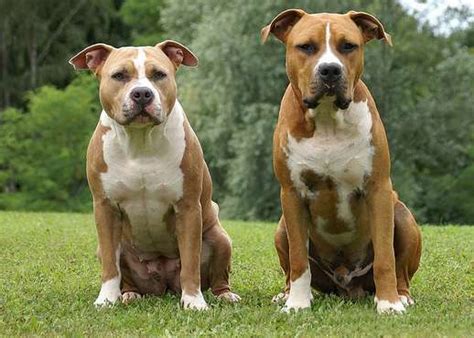 아메리칸 스태퍼드셔 테리어american Staffordshire Terrier 네이버 블로그
