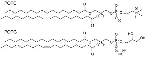 Structures Of Popc And Popg 1 Download Scientific Diagram