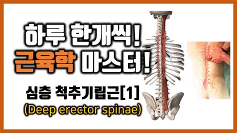 4 8 1 심부 척추기립근의 해부학 허리통증을 일으키는 근육 근육학 마스터 힐링무브 Healing Move