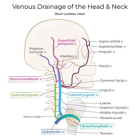Gross Anatomy Glossary Veins Head And Neck Ditki Medical