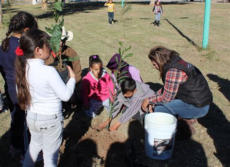 Dona Conafor 2 Mil árboles Para Reforestar En Mexicali Comisión