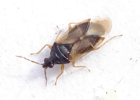 DSC A Heteroptera Anthocoridae Cimicidae Orius Sp Flickr