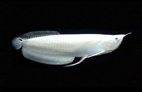 Top 10 Most Expensive Fish In The World