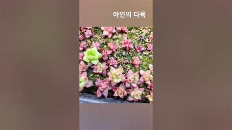 야인 2023년 파종이 ㅋ ~ 귀욤귀욤 파종이 실생 다육 다유기 다육이 다육식물 반려식물 다육판매 다육이판매 다육이키우기 다육인스타그램 매혹이 청주