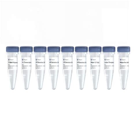 Kit De Reactivos En Solución T7 Nanjing Vazyme Medical Technology