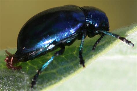 Cobalt Milkweed Beetle What S That Bug