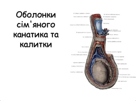 Будова та розвиток чоловічих і жіночих статевих органів презентация