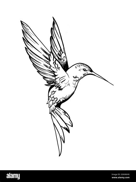 Hummingbirds Drawings